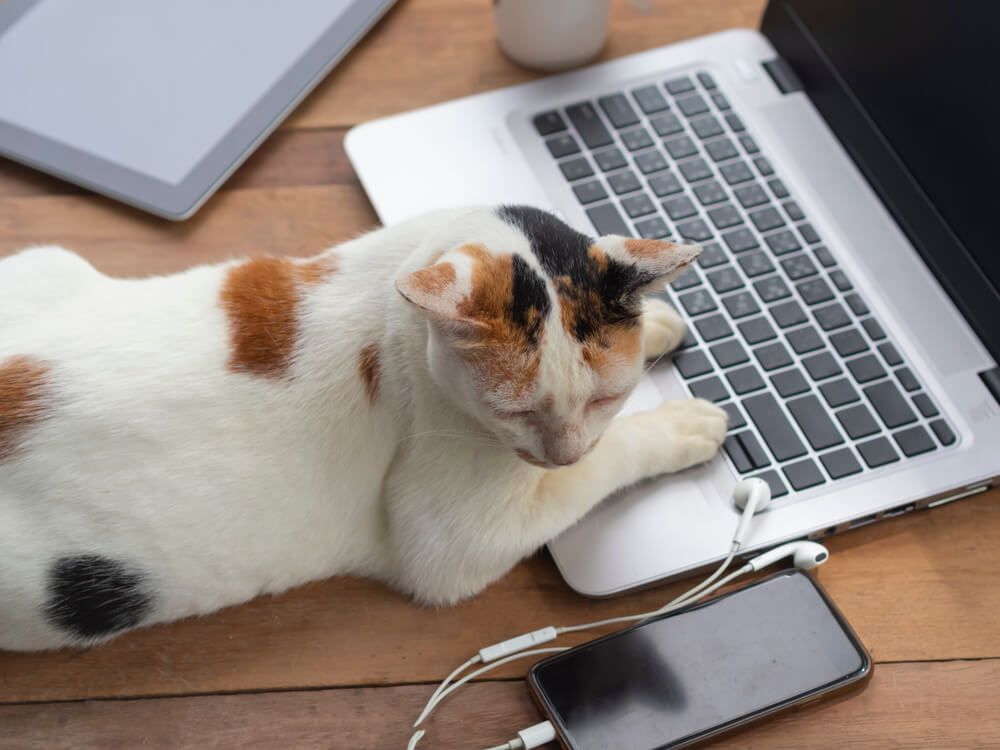 Protect Your Pets with These Electrical Safety Tips